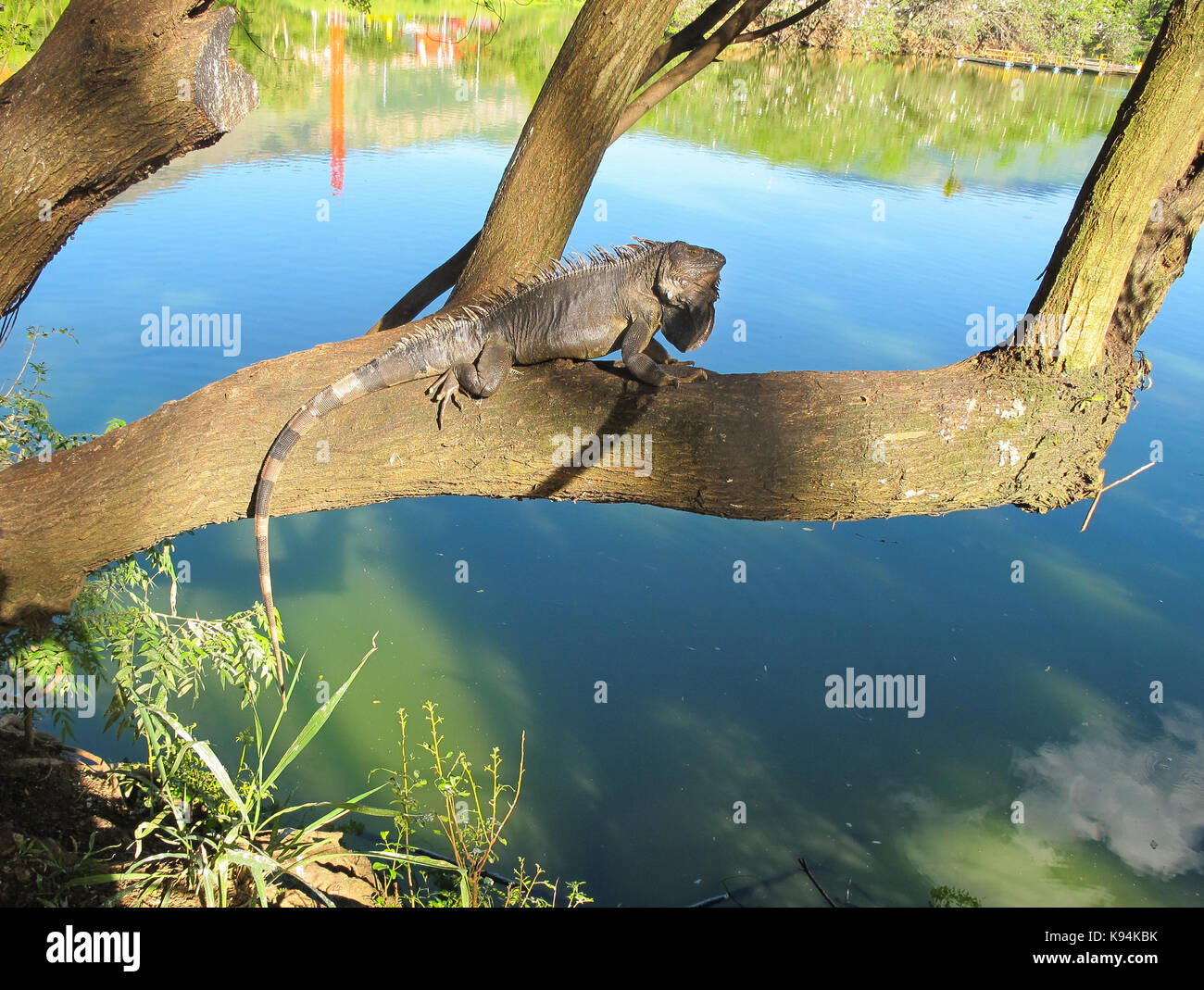 A lizard in Parque northe of Medellin colombia Stock Photo - Alamy