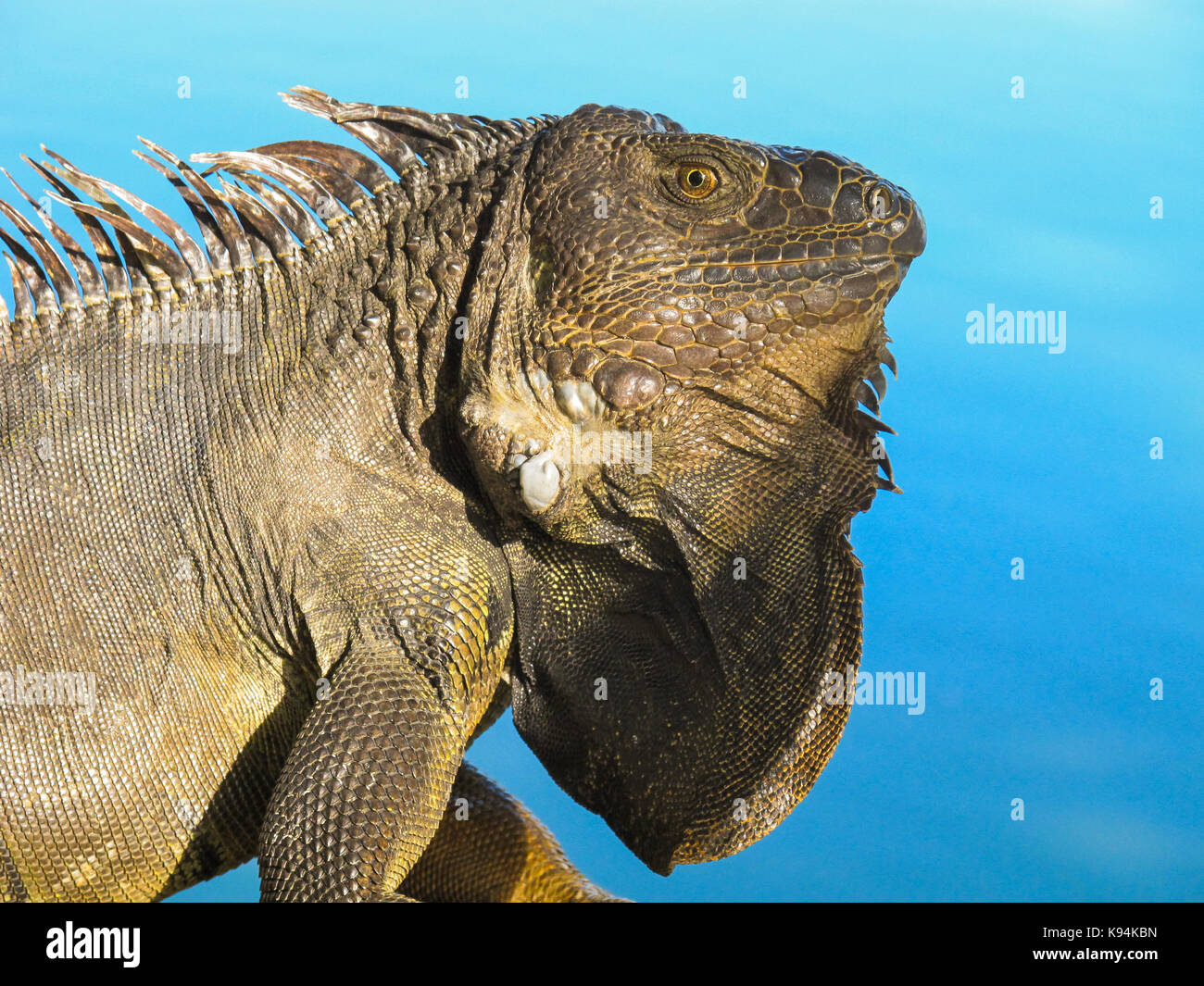 A lizard in Parque northe of Medellin colombia Stock Photo - Alamy