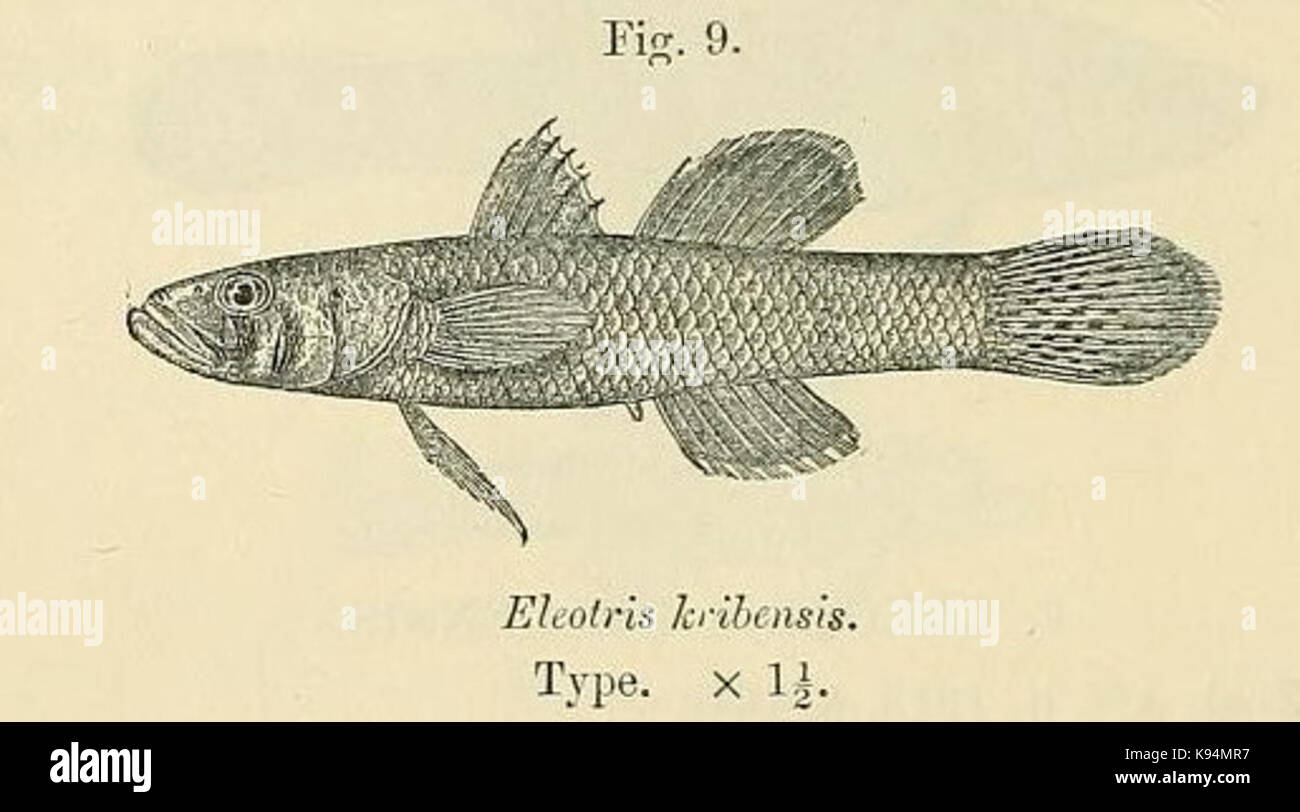 Kribensis hi-res stock photography and images - Alamy
