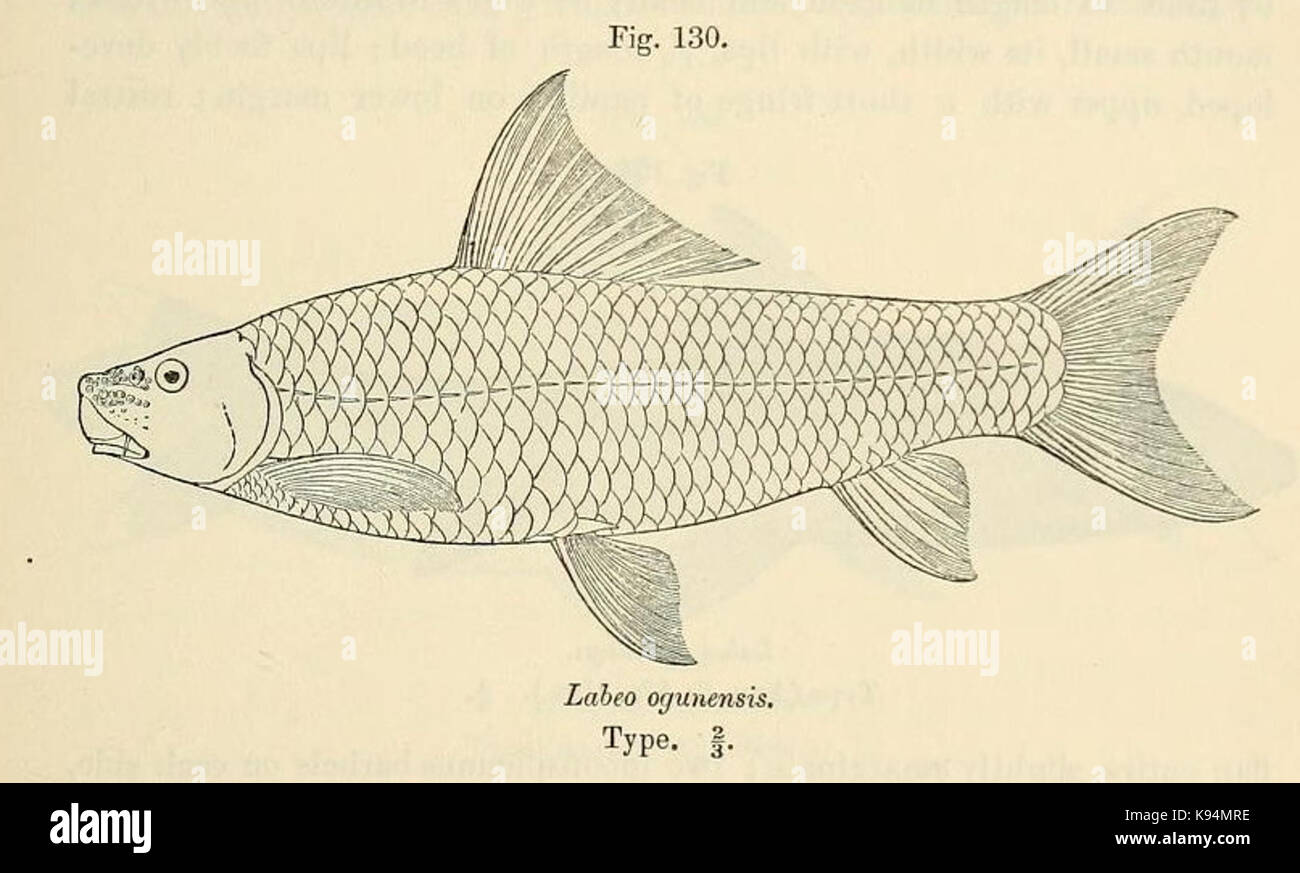 Parvus hi-res stock photography and images - Alamy