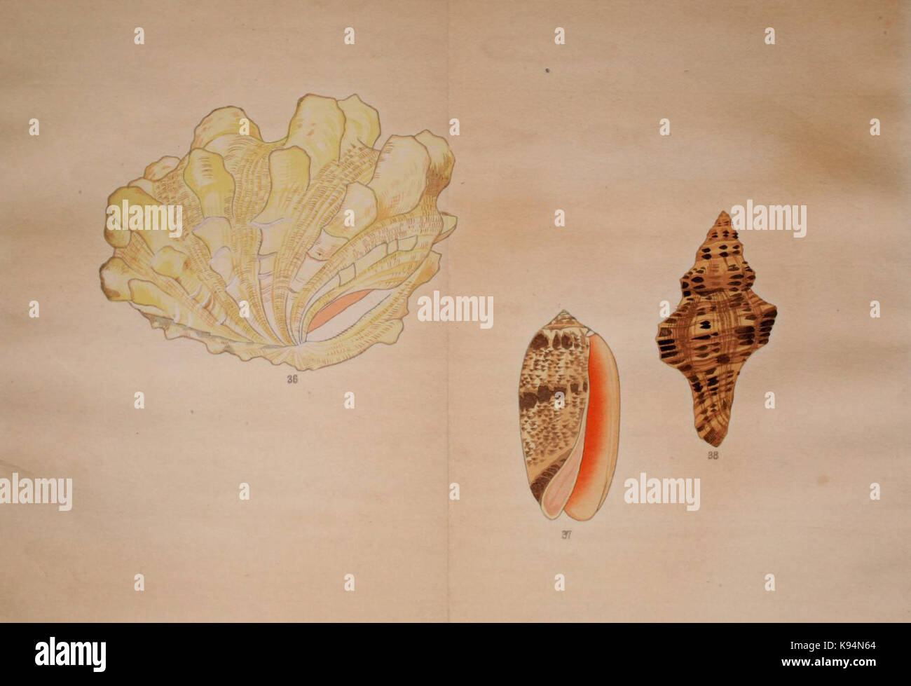 Marine species catalog hi-res stock photography and images - Alamy