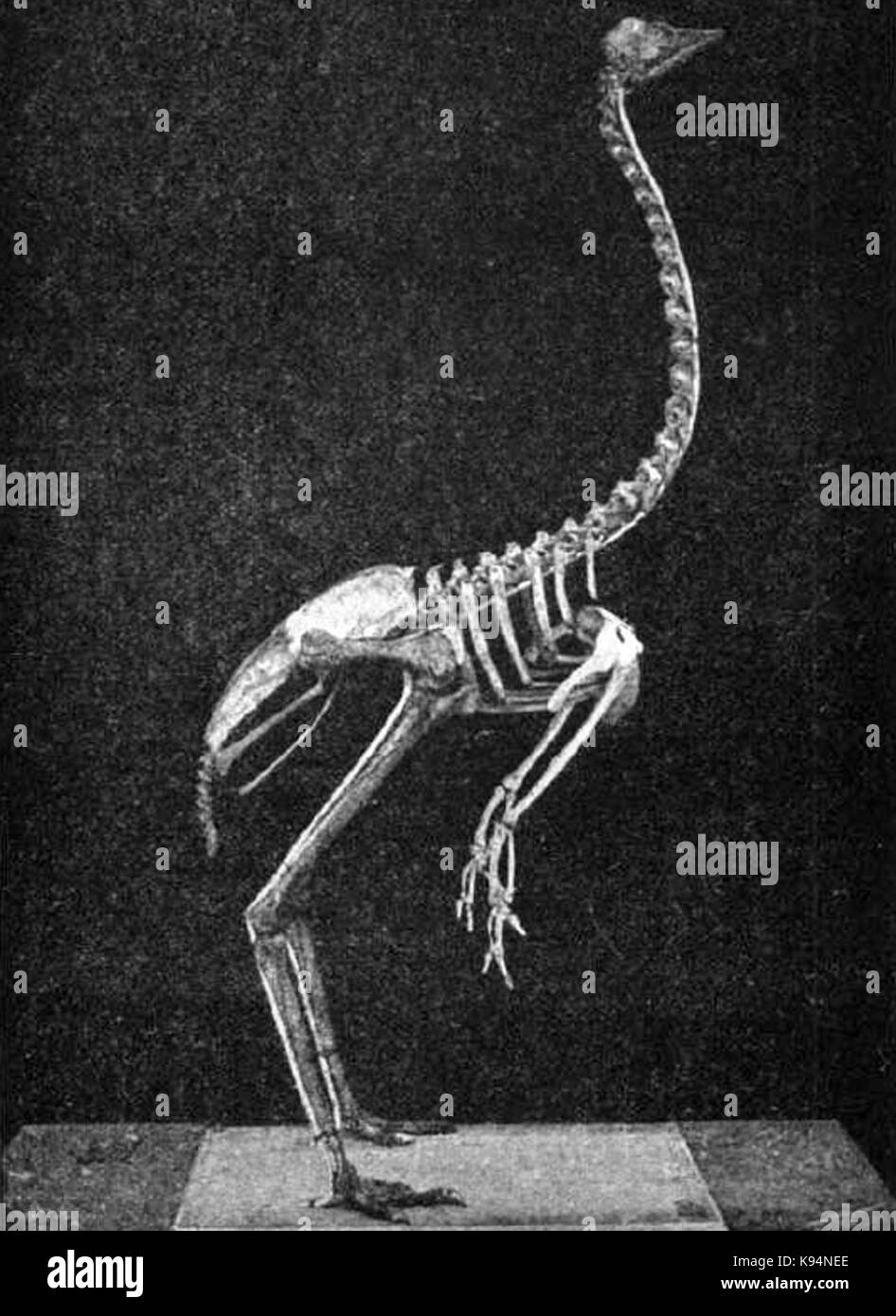 King Island Emu skeleton Stock Photo - Alamy