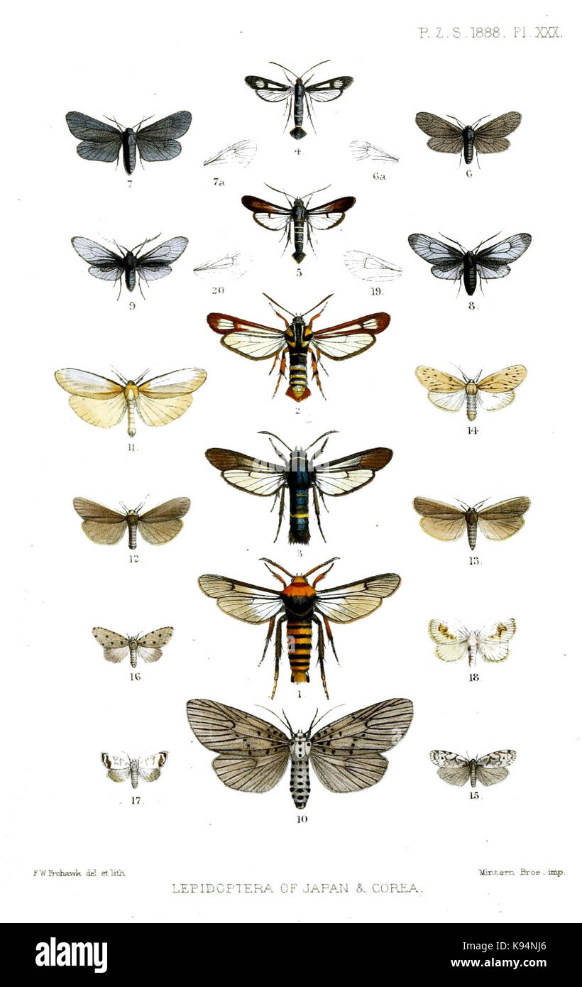 Uk moths illustration Cut Out Stock Images & Pictures - Alamy