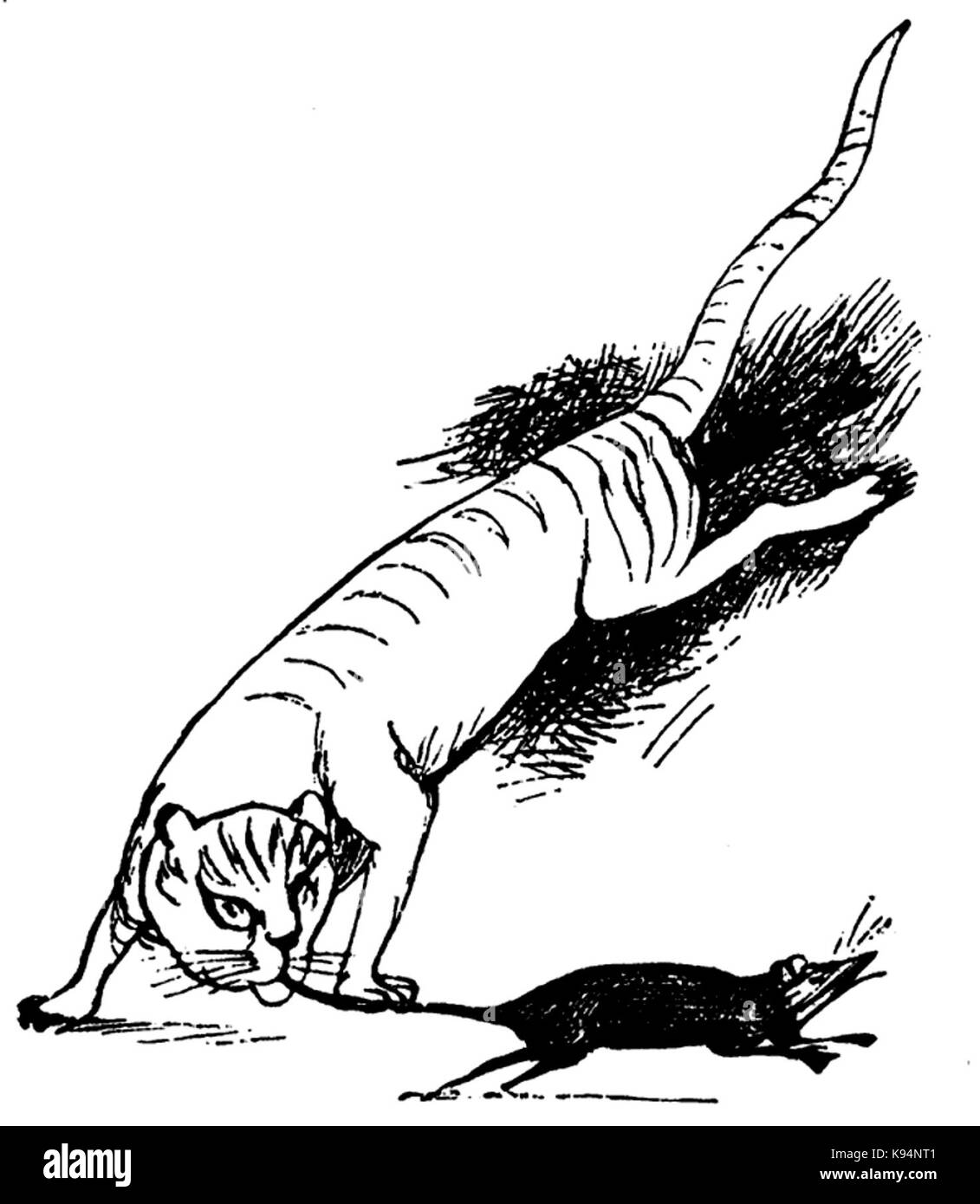 Lear Cat Stock Photo - Alamy