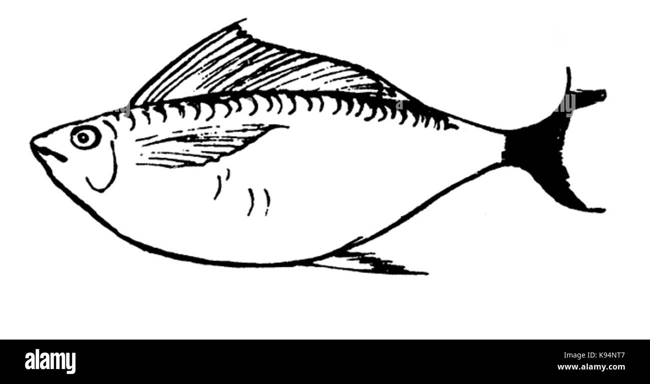 Fish taxonomy illustration Black and White Stock Photos & Images - Alamy