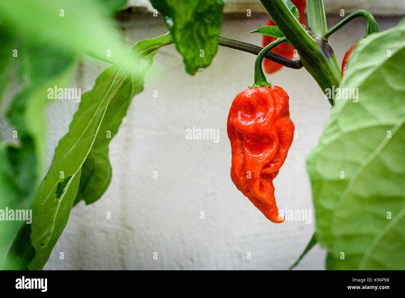Red hot chilli pepper Bhut Jolokia on a plant. Capsicum chinense peppers on a green plant with ...