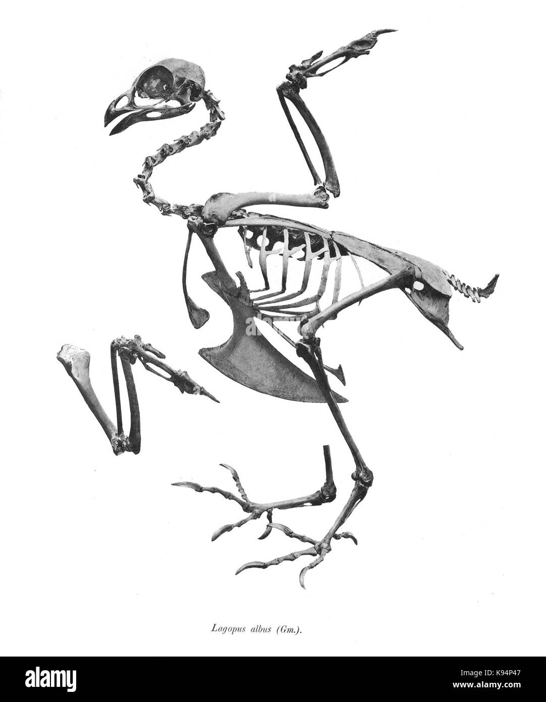 Albus Cut Out Stock Images & Pictures - Alamy