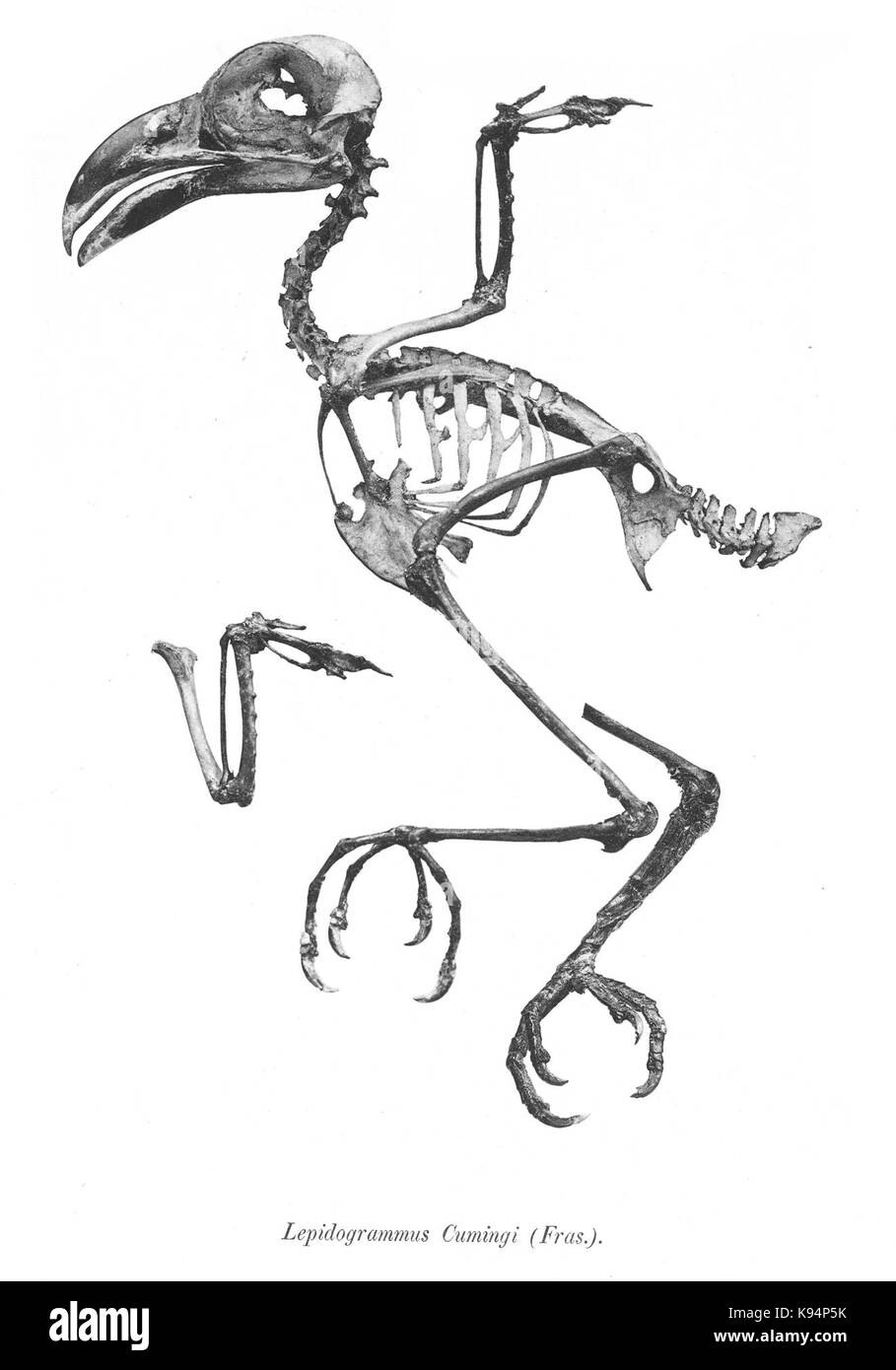 Lepidogrammus cumingi hi-res stock photography and images - Alamy