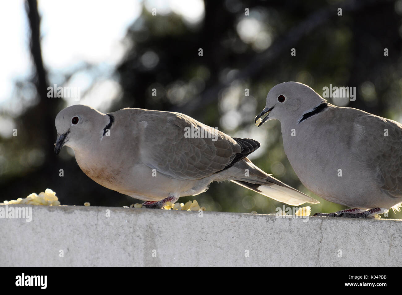 Bird Eating Turtle High Resolution Stock Photography and Images - Alamy