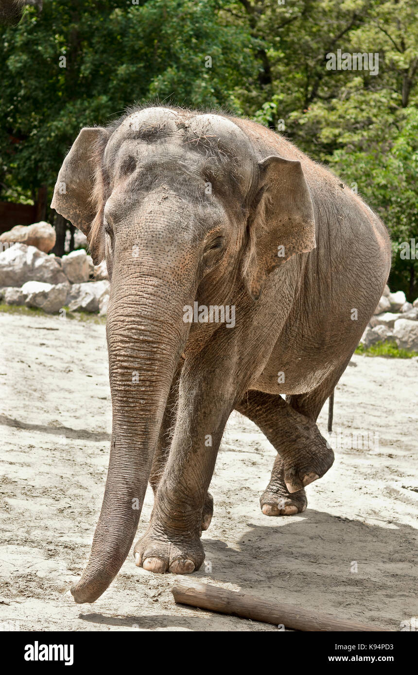 Asian Elephant walking in a ZOO Stock Photo - Alamy