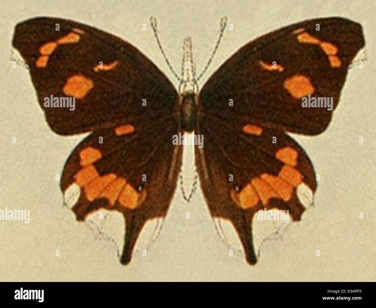 Libythea hi-res stock photography and images - Alamy