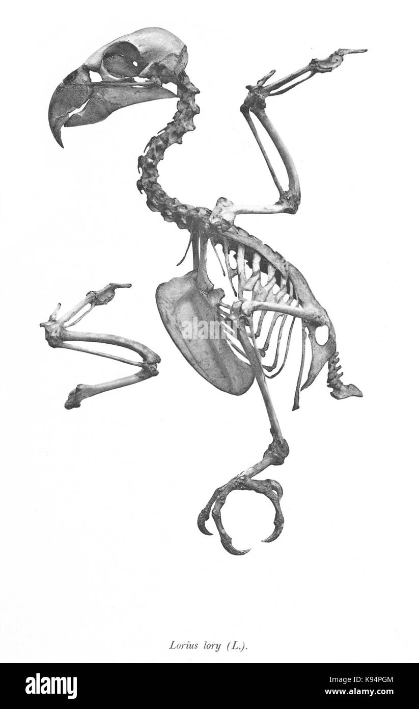 Parrot behavior Black and White Stock Photos & Images - Alamy