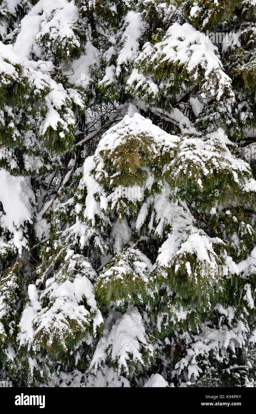 Spikes pine hi-res stock photography and images - Alamy