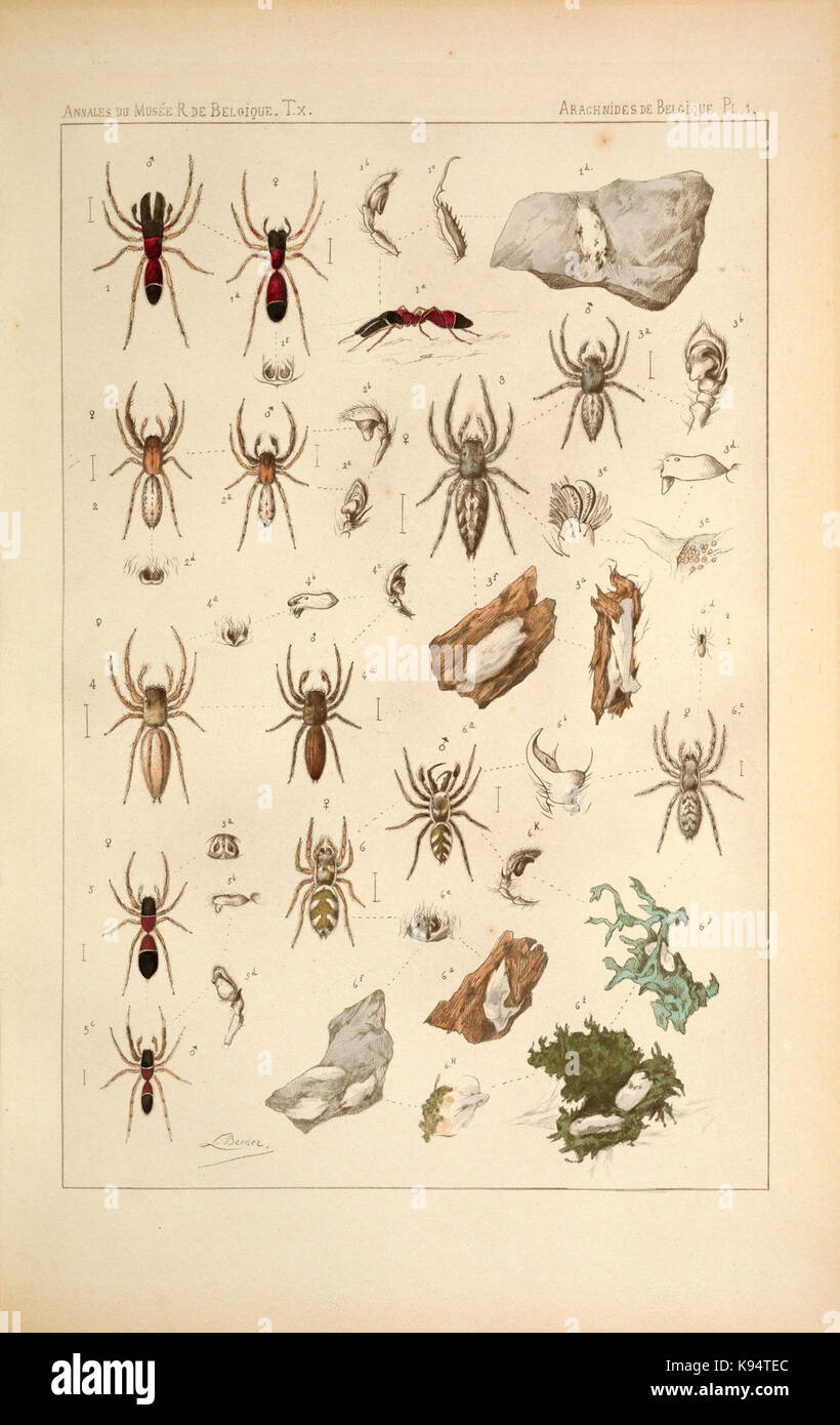 Les arachnides de belgique hi-res stock photography and images - Alamy