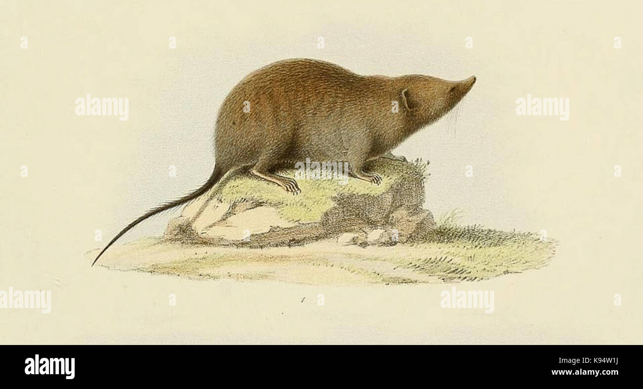 Mole anatomy hi-res stock photography and images - Alamy