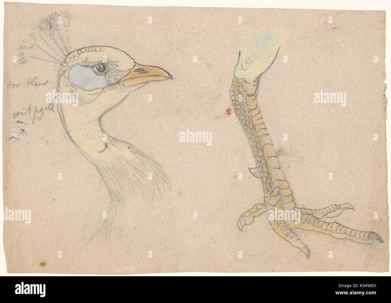 Kop en poot van een pauw Stock Photo - Alamy