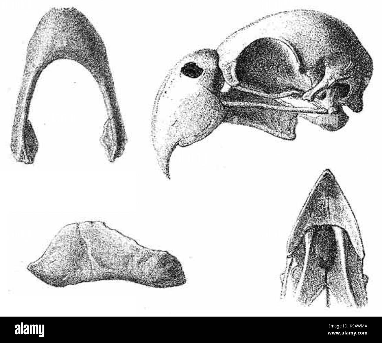 Macarene Parrot skull Stock Photo - Alamy