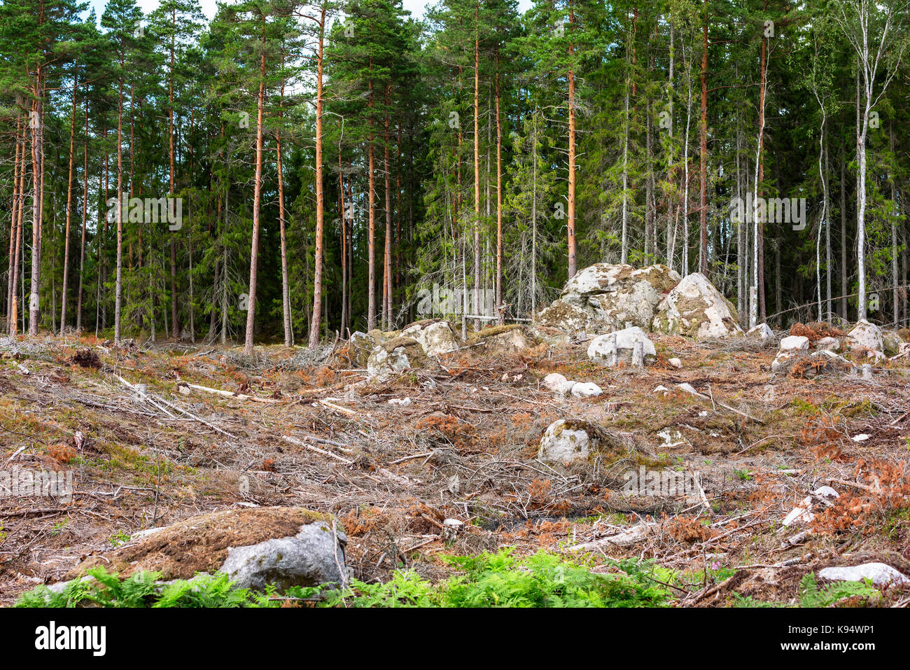 Deforestation area with lots of stone boulders and debris. Forest still ...