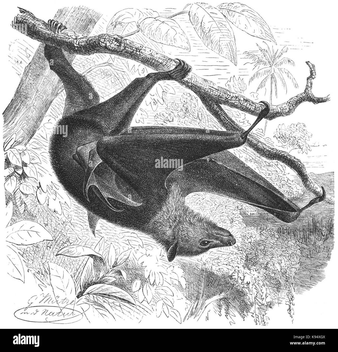 Flying bat anatomy Black and White Stock Photos & Images - Alamy