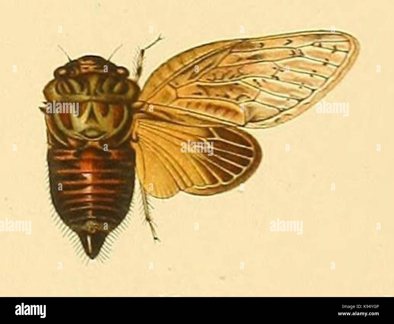 Punctigera hi-res stock photography and images - Alamy