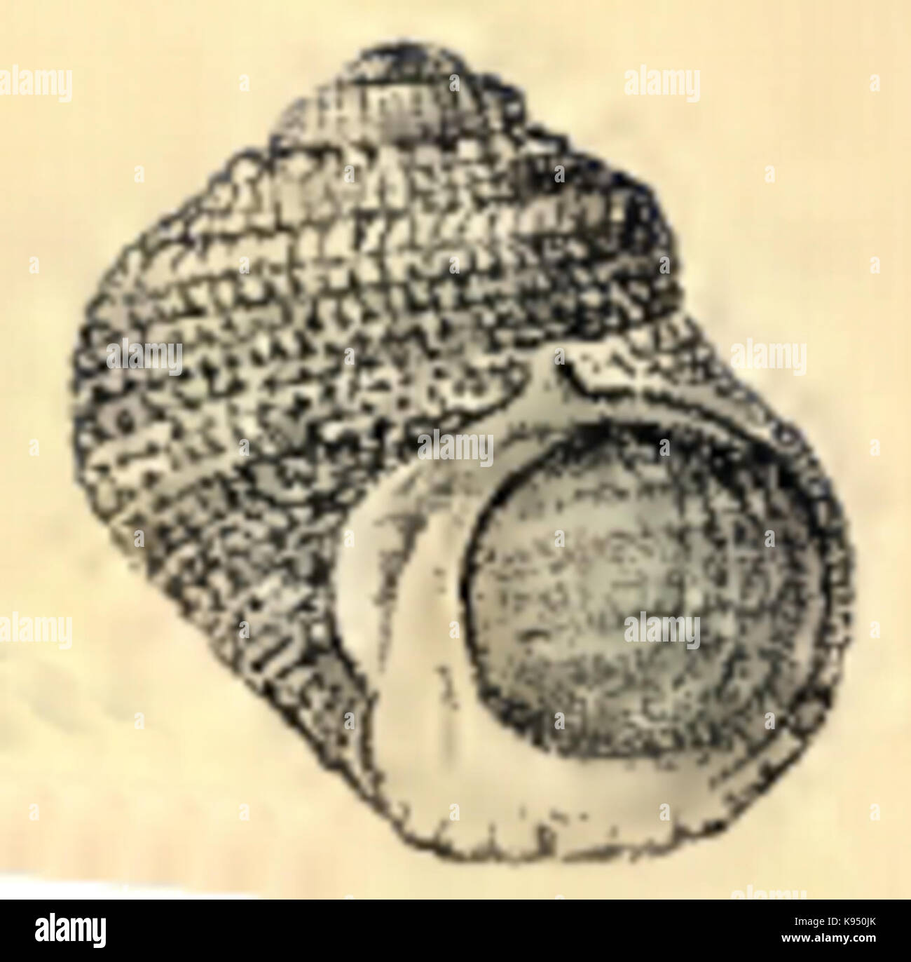 Lunella coreensis 001 Stock Photo - Alamy