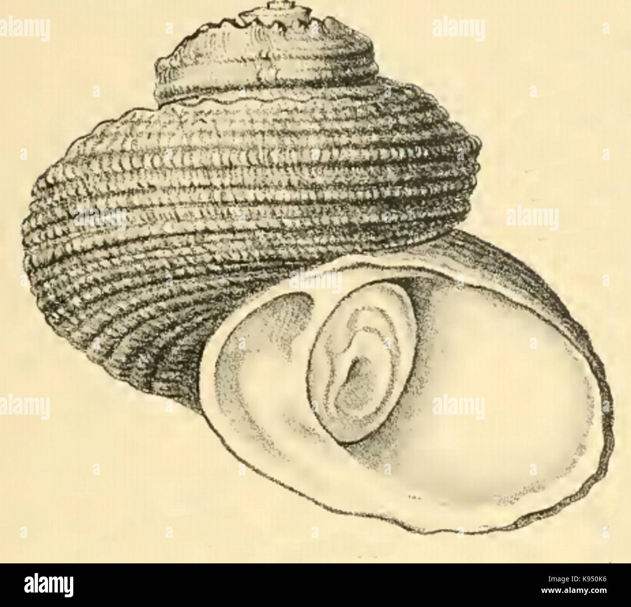 Lunella hi-res stock photography and images - Alamy