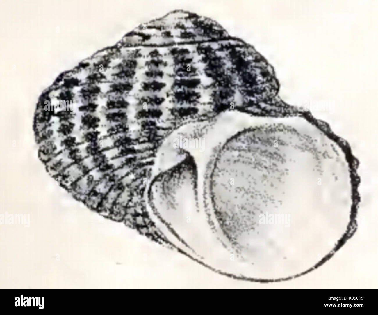 Lunella hi-res stock photography and images - Alamy