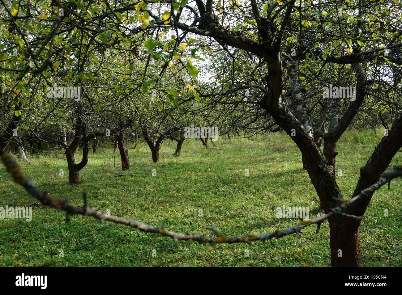 Vintage photo o old apple trees blooming garden Stock Photo - Alamy