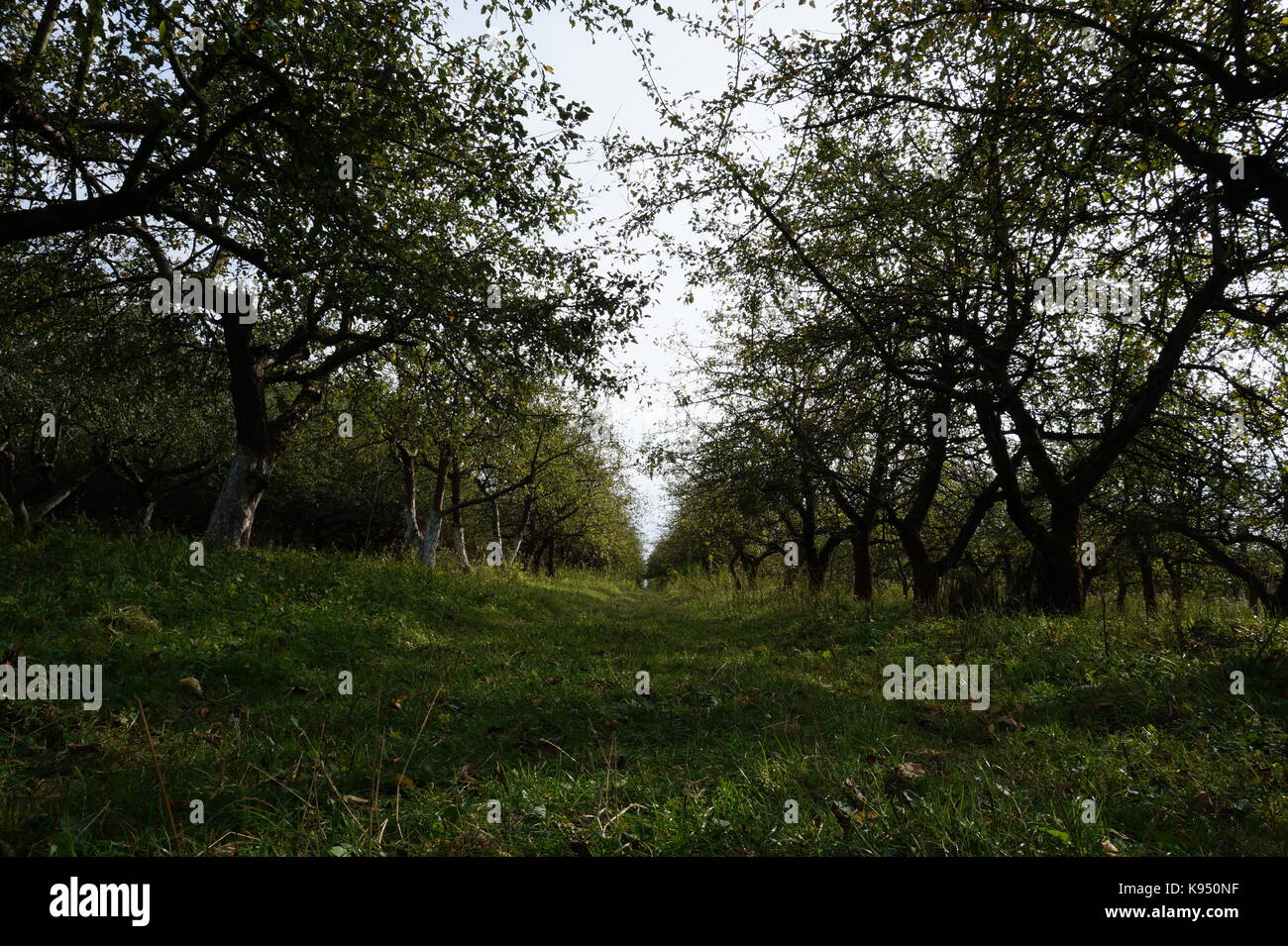 Old apple trees hi-res stock photography and images - Alamy