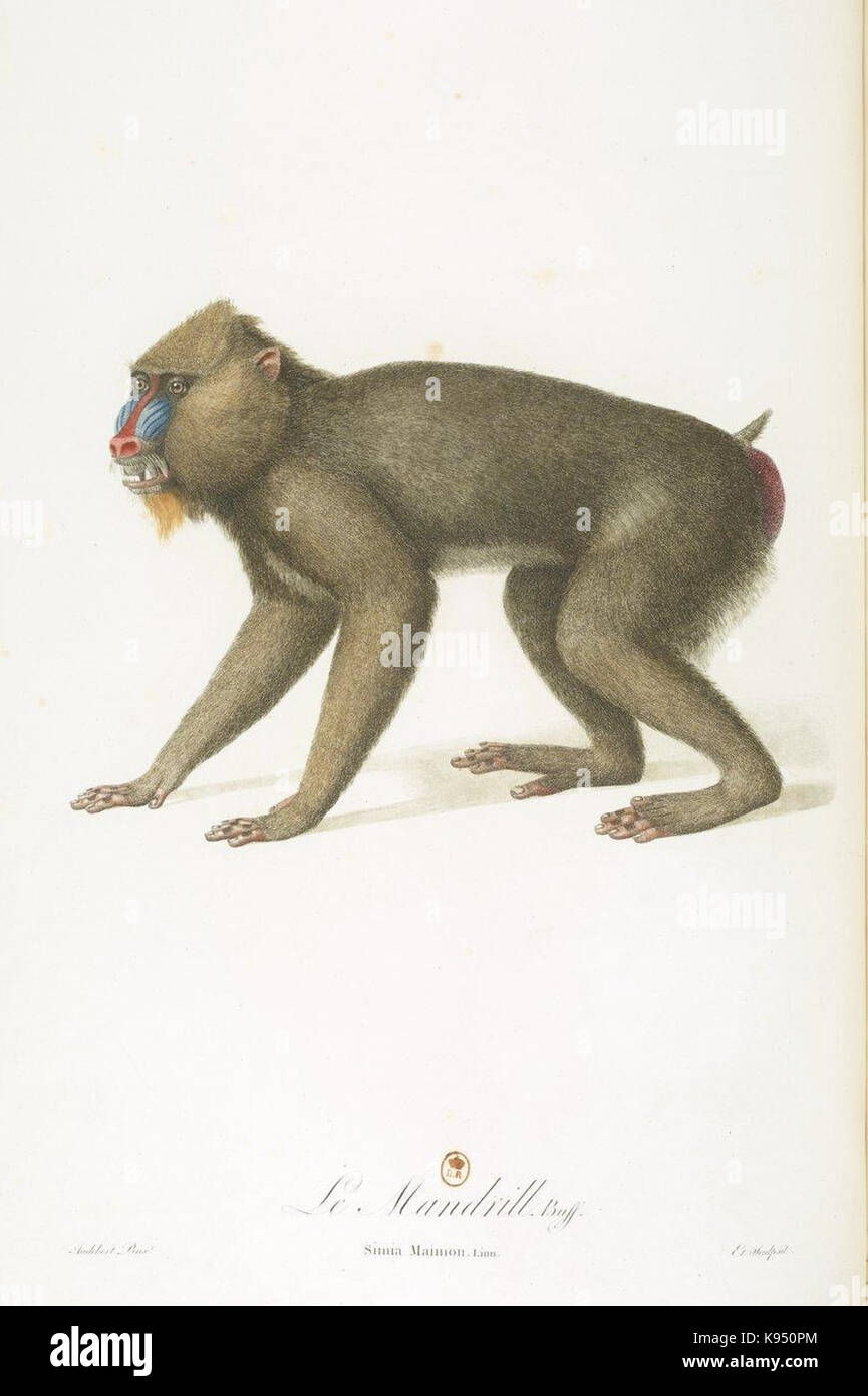 Coloration animal hi-res stock photography and images - Alamy