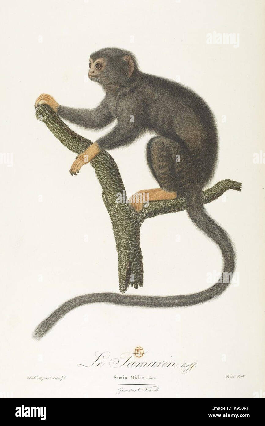 Tamarin drawing hi-res stock photography and images - Alamy
