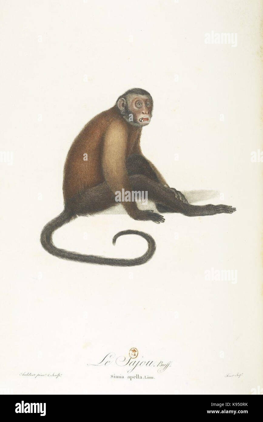 Sajou hi-res stock photography and images - Alamy