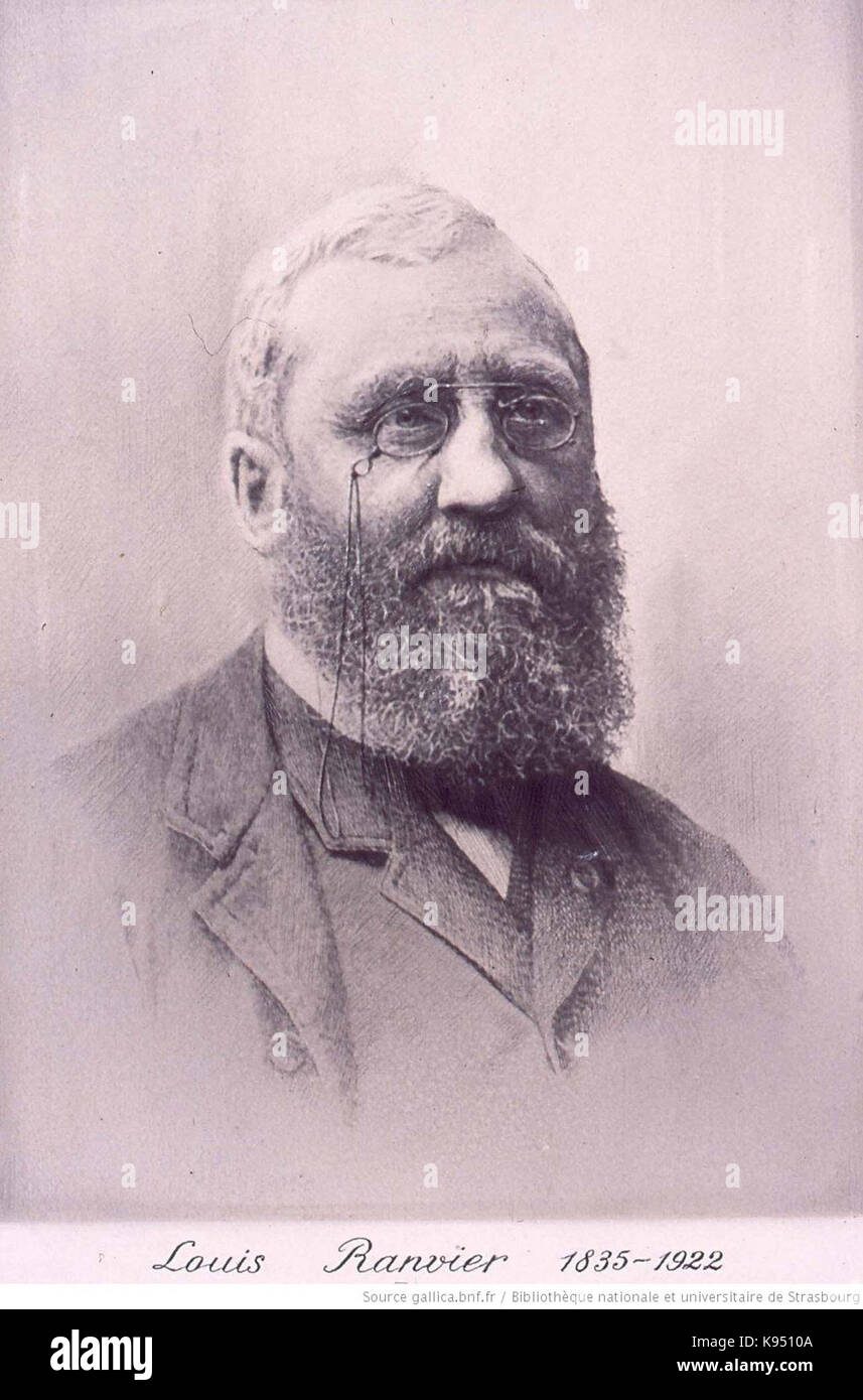 Ranvier hi-res stock photography and images - Alamy