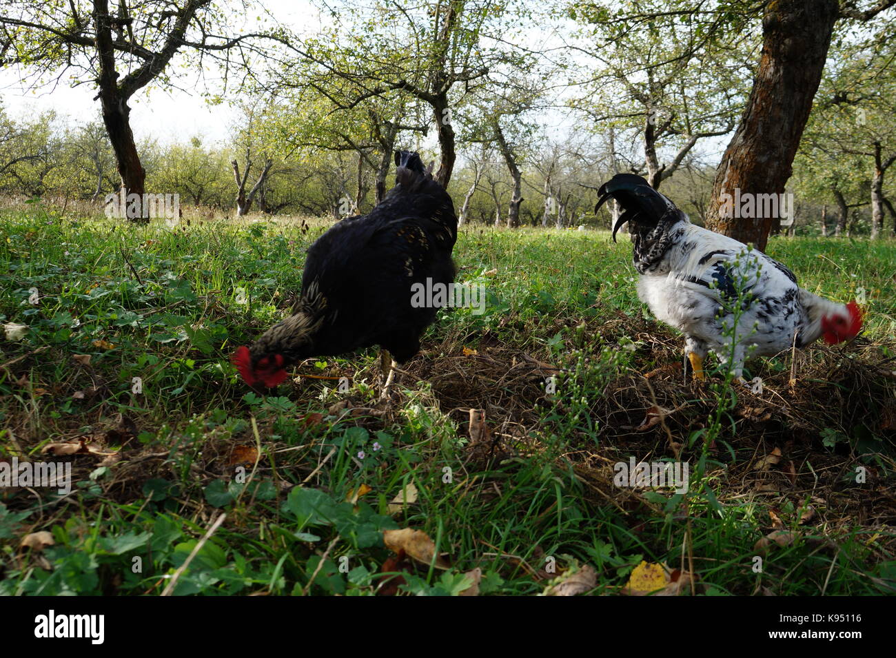chicken in the nature Stock Photo - Alamy