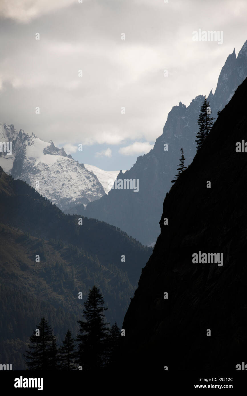 Trees in the Aiguille Rouge above Argentiere, Chamonix Valley, France ...