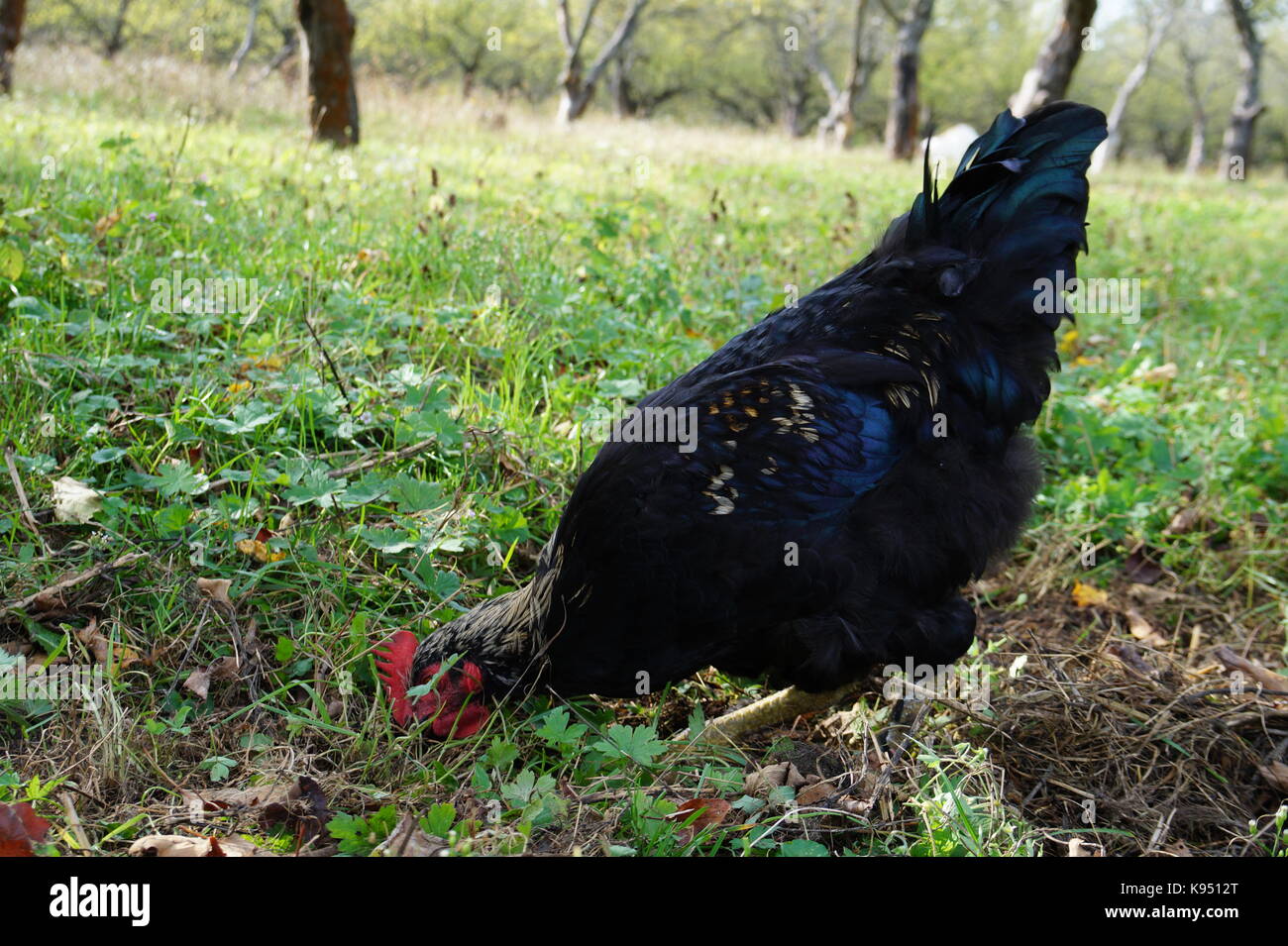 chicken in the nature Stock Photo - Alamy