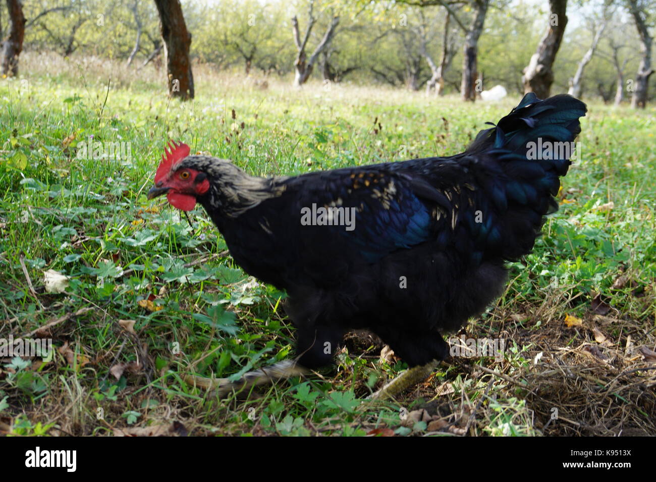 chicken in the nature Stock Photo - Alamy