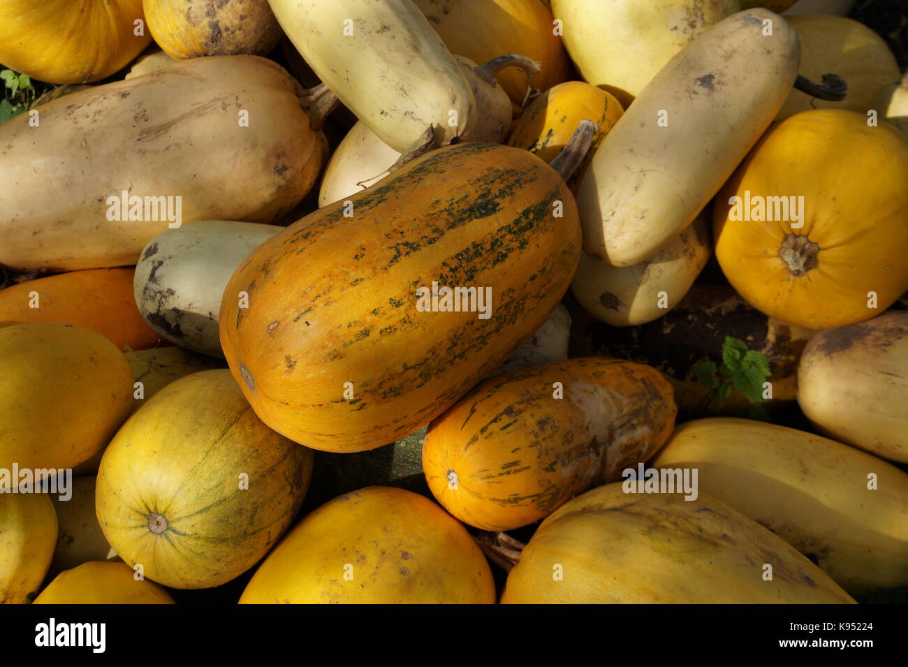 Shapes and sizes of pumpkins hi-res stock photography and images - Alamy