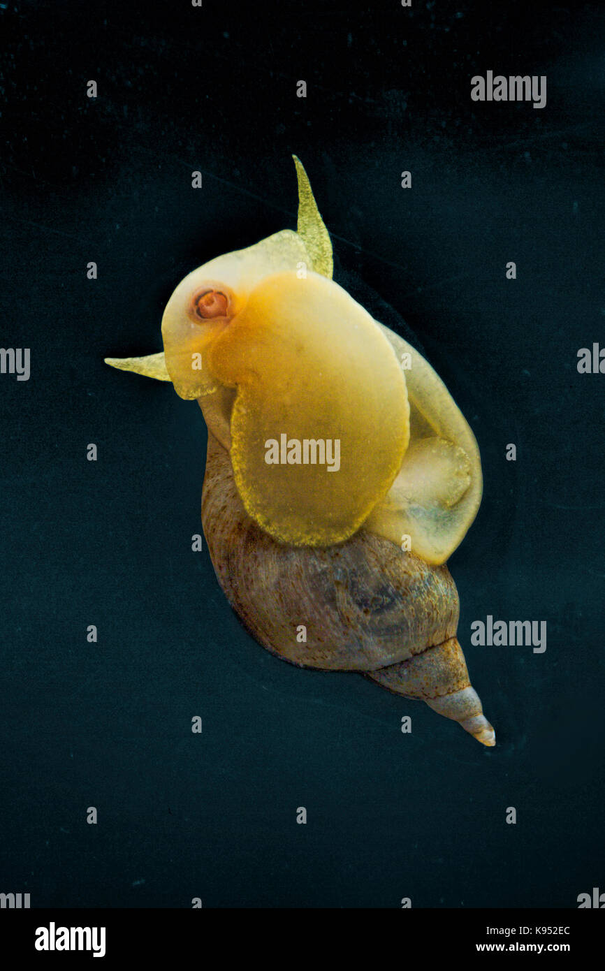 Underview of a swimming Common Pond Snail (Lymnaea stagnalis Stock ...