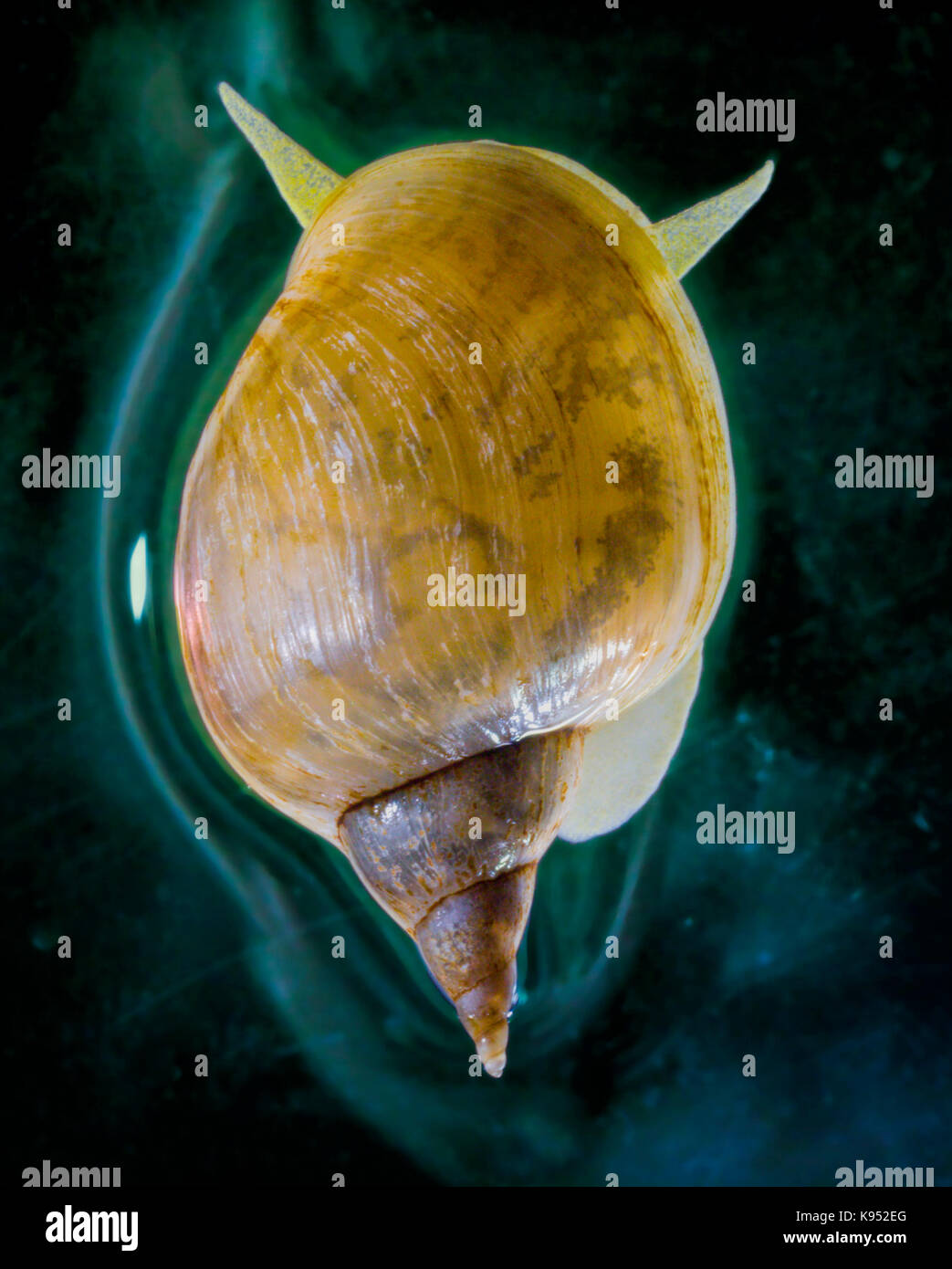Lymnaea Stagnalis Stock Photos & Lymnaea Stagnalis Stock Images - Alamy