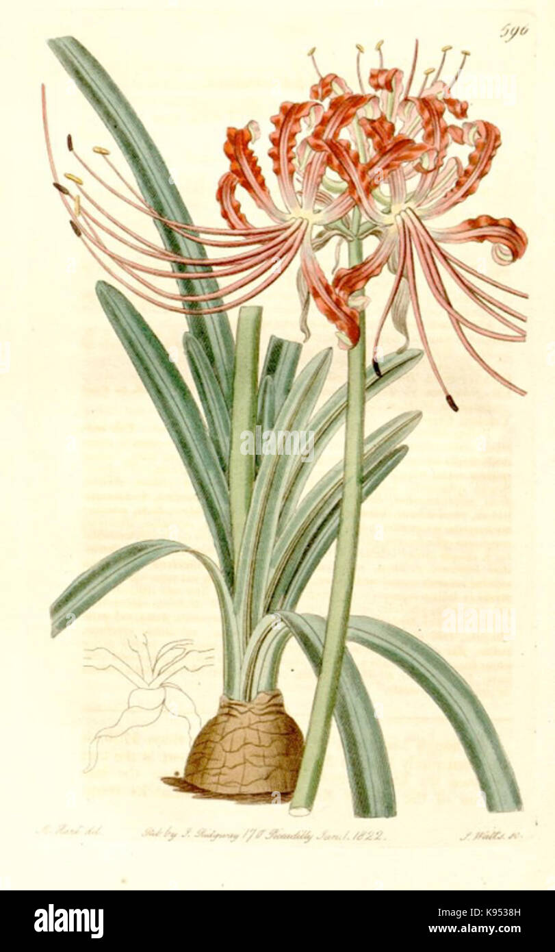 Lycoris Radiata High Resolution Stock Photography and Images - Alamy