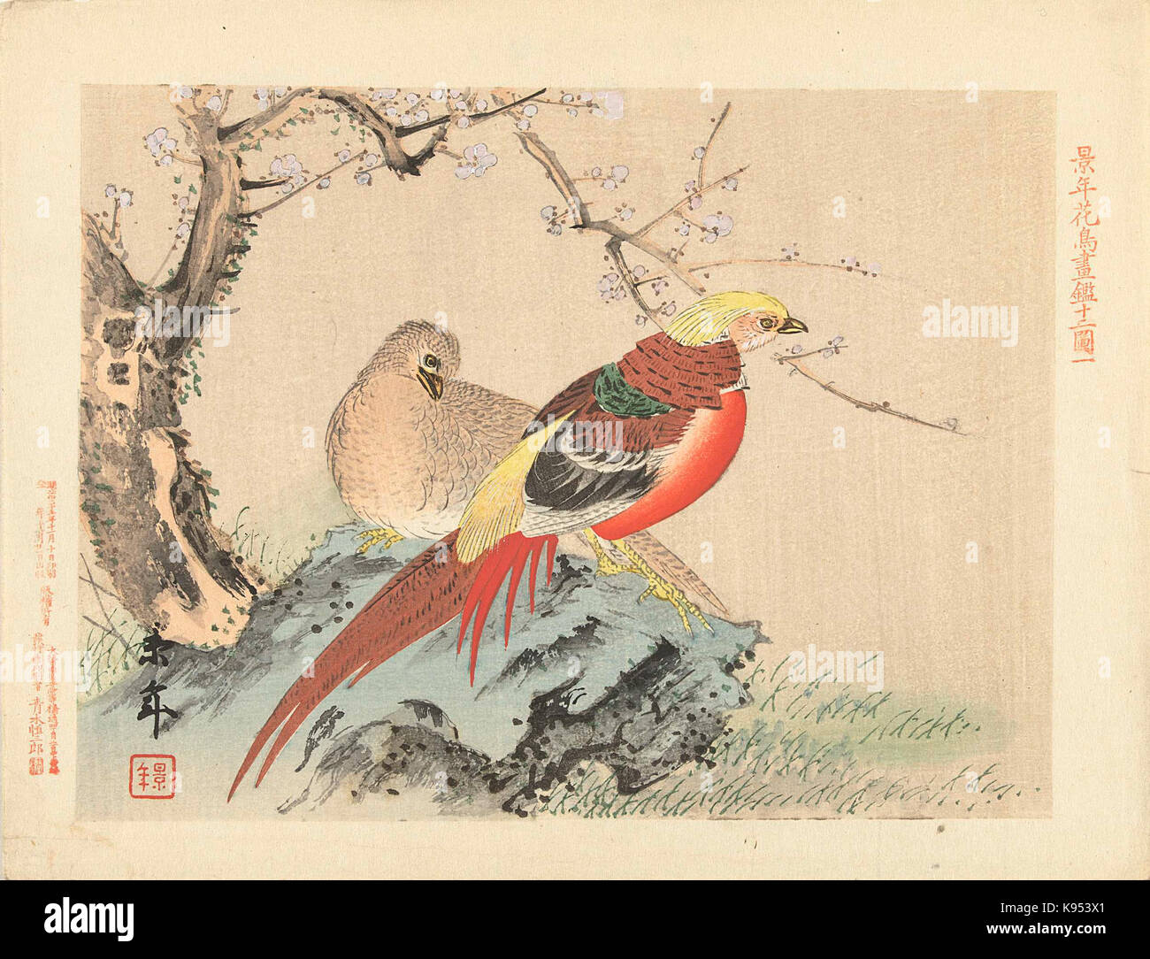 Koppel fazanten op rots Stock Photo - Alamy