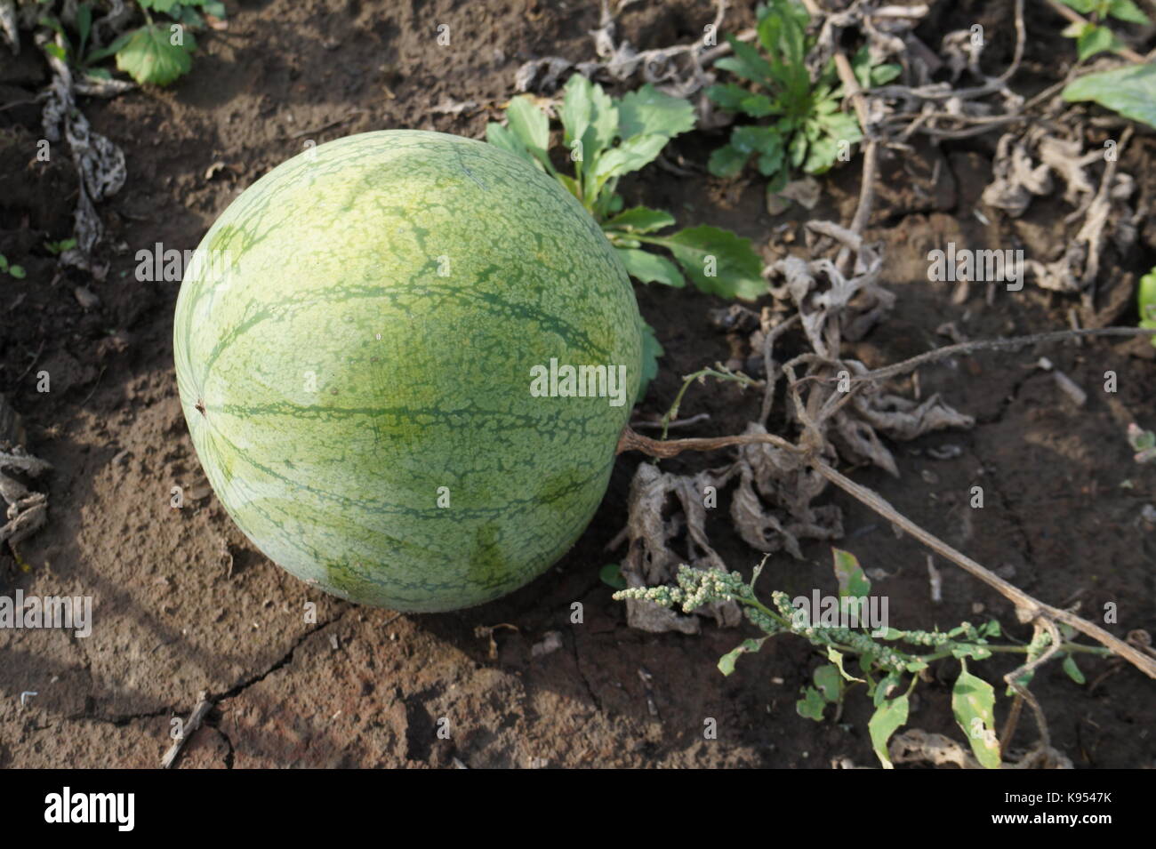 Watermelonpieces hi-res stock photography and images - Alamy