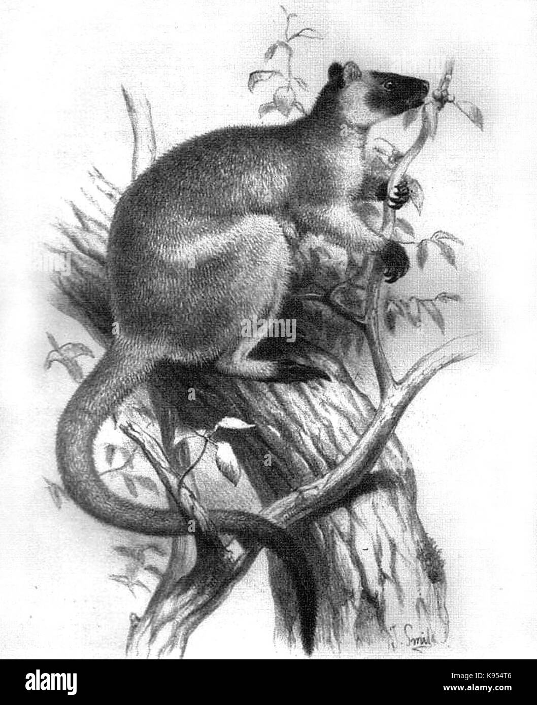 Tree Kangaroo Drawing