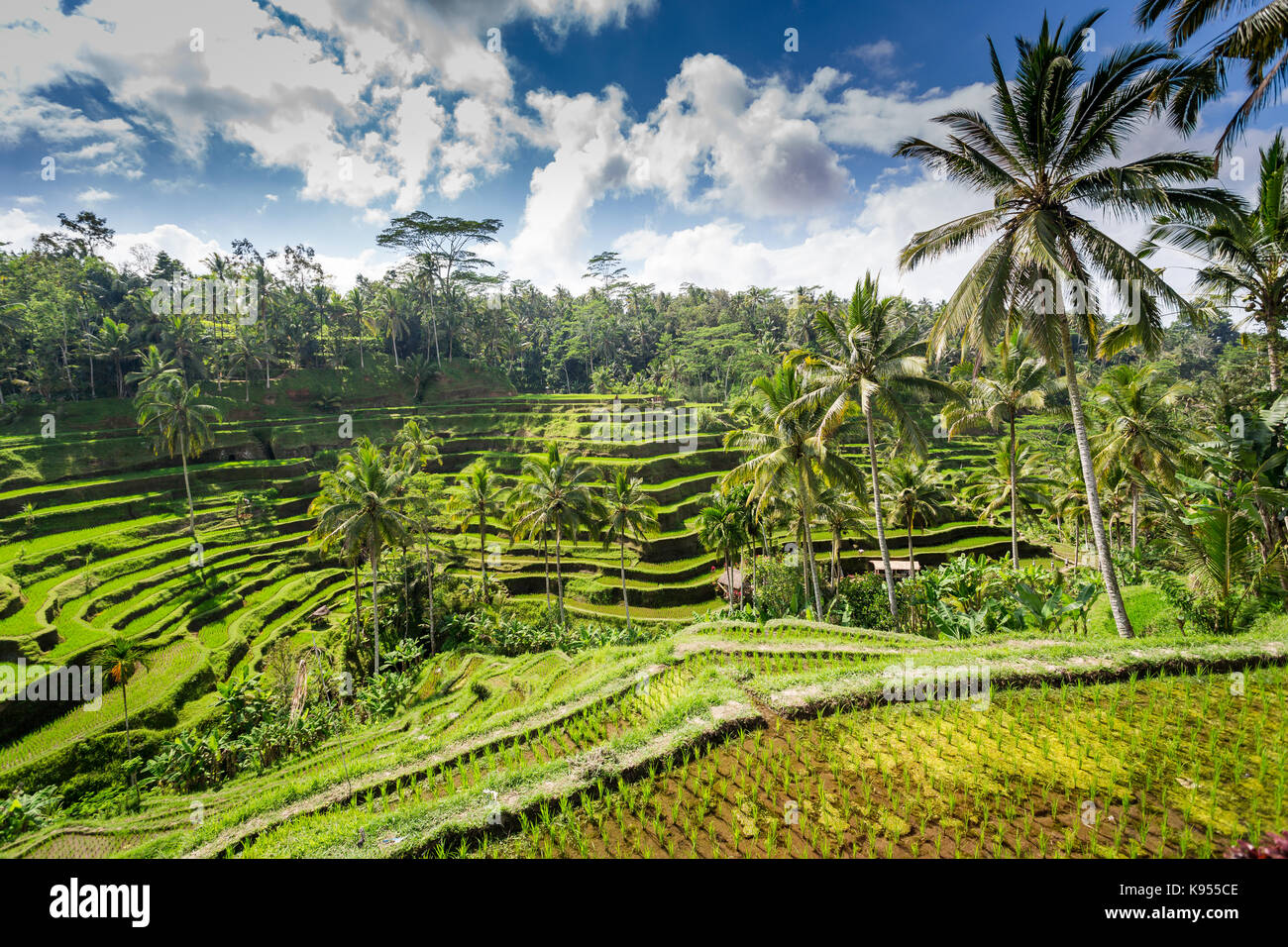 Rice filed and rice terrace on Bali, Indonesia Stock Photo - Alamy