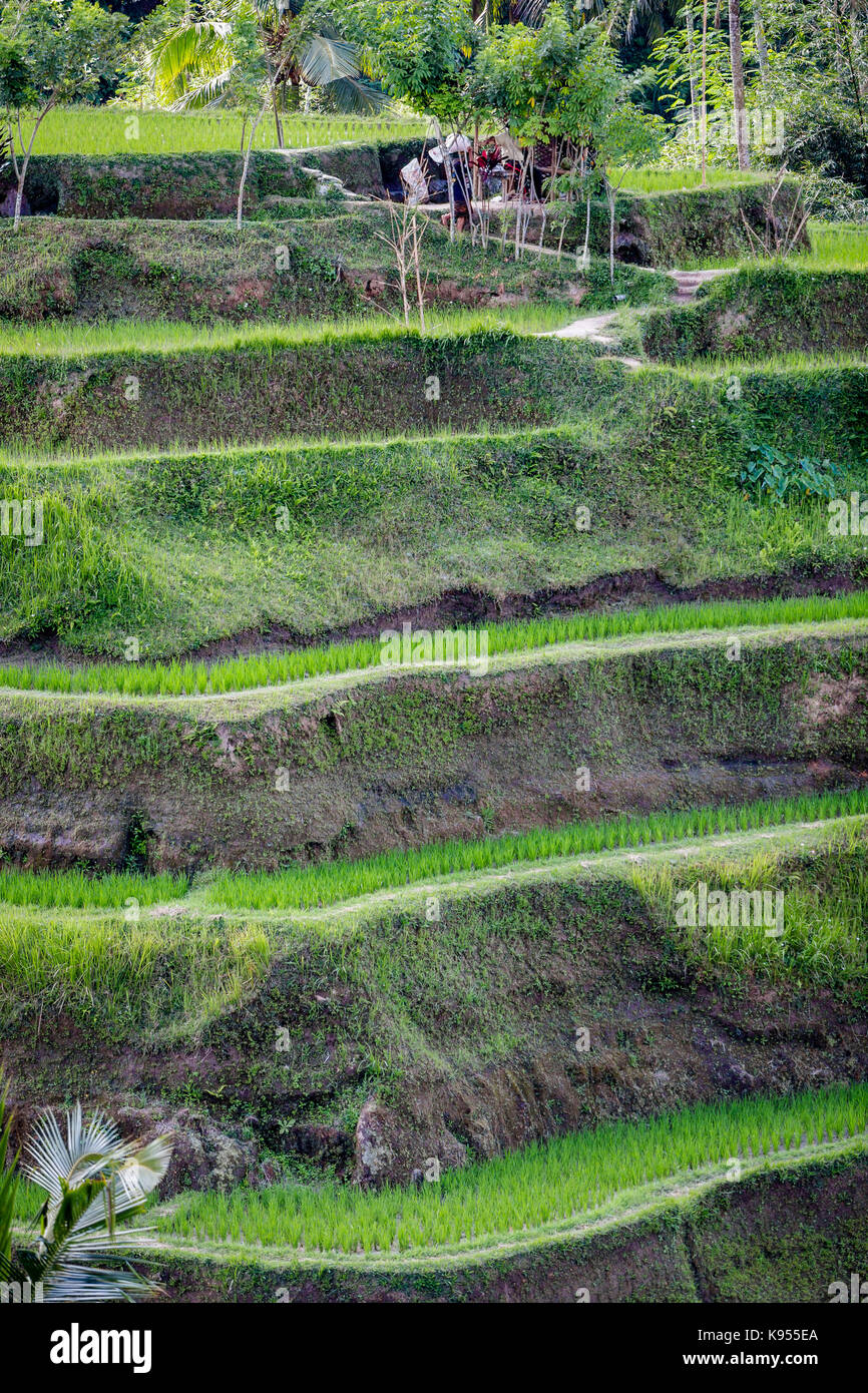 Rice filed and rice terrace on Bali, Indonesia Stock Photo - Alamy