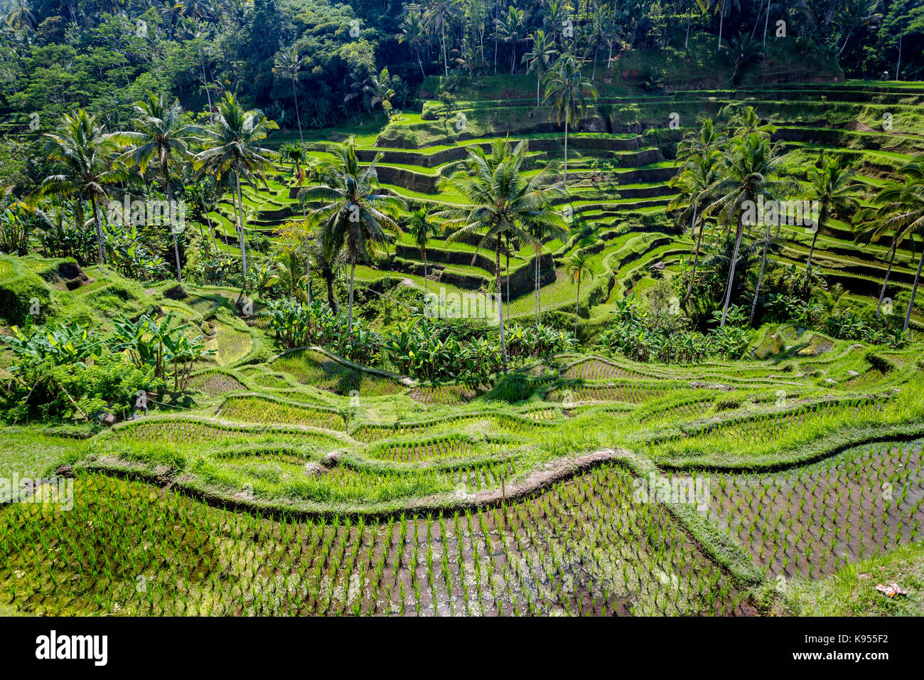 Rice filed and rice terrace on Bali, Indonesia Stock Photo - Alamy