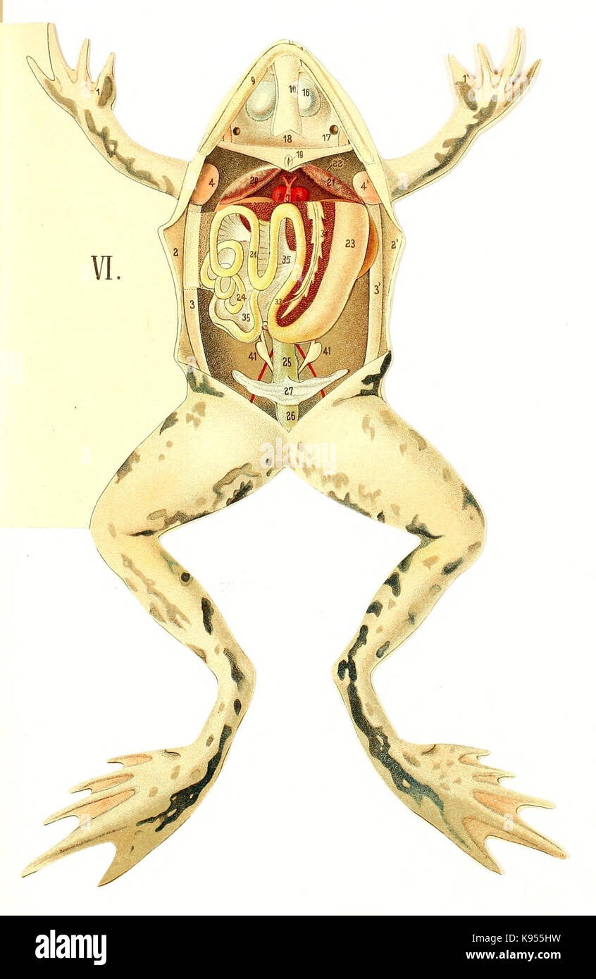 Les animaux de laboratoire La grenouille (Anatomie et dissection ...