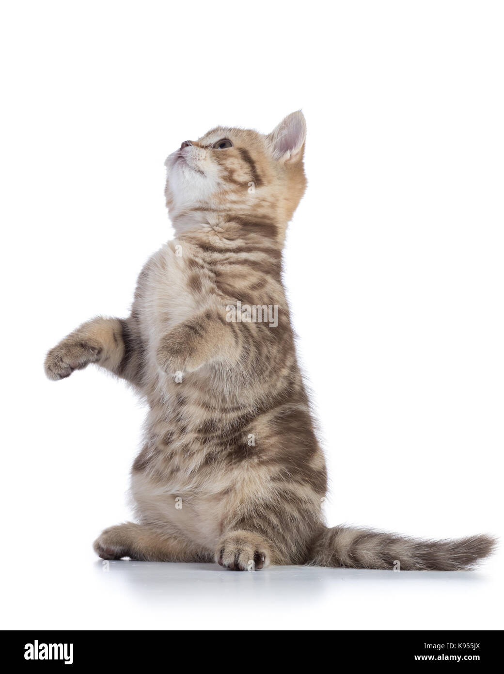 Funny curious domestic cat Cut Out Stock Images & Pictures - Alamy