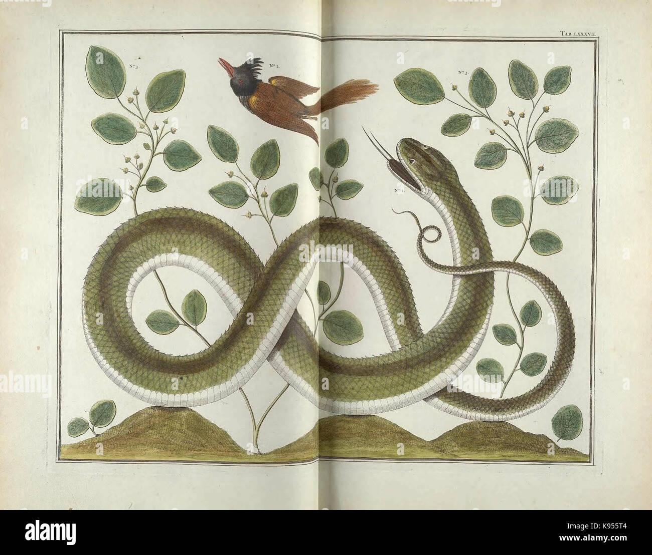 Intricate text on natural history hi-res stock photography and images ...